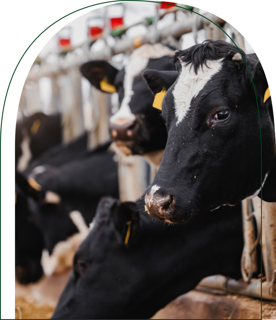 مشروع عزبة كايرو - Cairo Reef